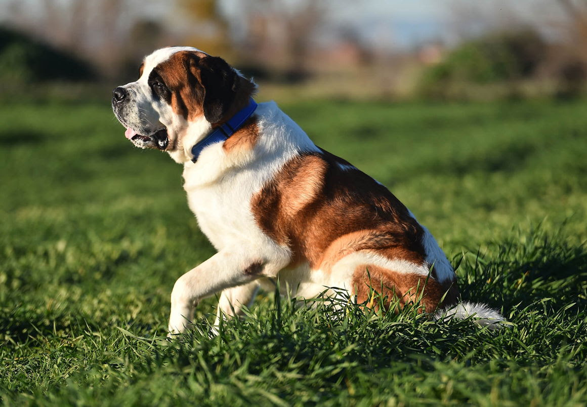 Las razas de perros que más sufren con el verano – Lady Link